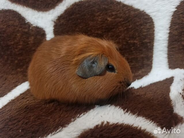 Морская свинка