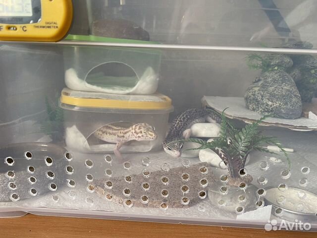 2 эублефара(самки) с террариумом