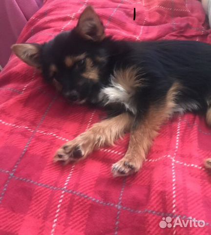 Чихуатой девочка