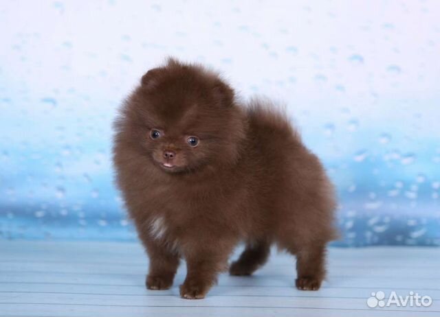 Настоящий мини Мишка (коричневый)