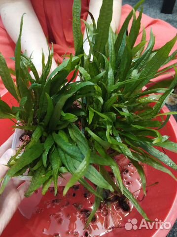 Папоротник тайландский, прополка