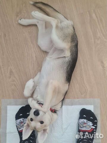 Собака в добрые руки