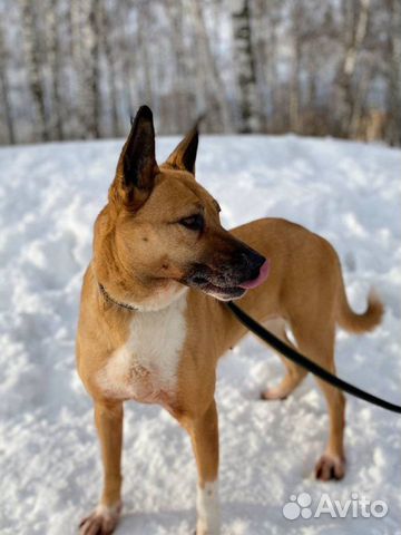 Собака Василиса в дар