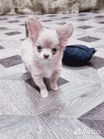 Чихуахуа мини мальчик