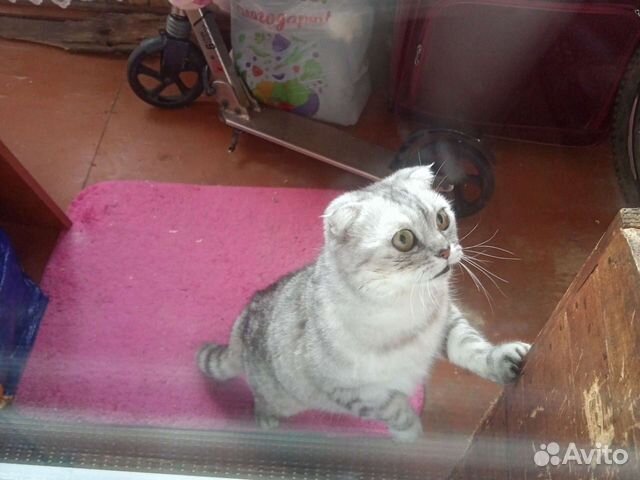 Шотландская вислоухая кошка отдам в добрые руки
