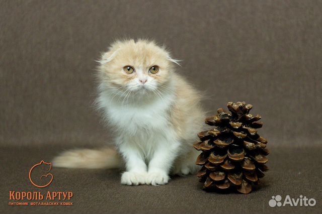 Кеша ждет семью
