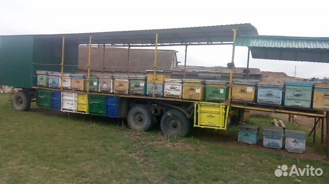 Продам пчелосемьи на высадку