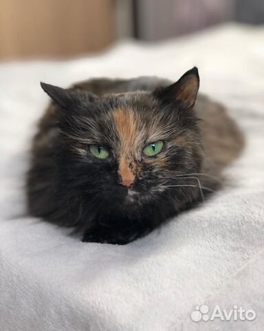 Ищет любящий дом