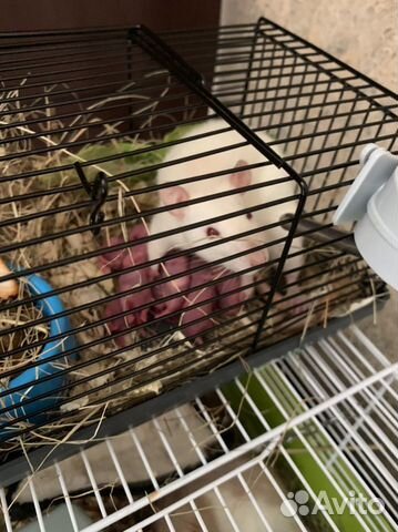 Декоративные крысы