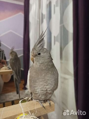 Попугай корелла