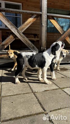 Шенки. Мама Алабай, па Клоцилон) все кобели. В доб