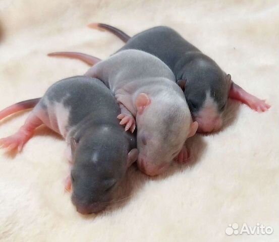 Крысята от ratlove13.85