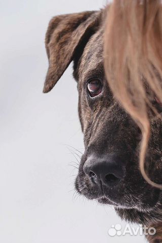 Кане-корсо ищет дом