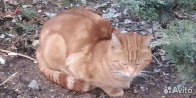 Котик рыжее чудо