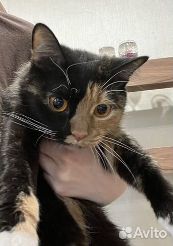 Кошка