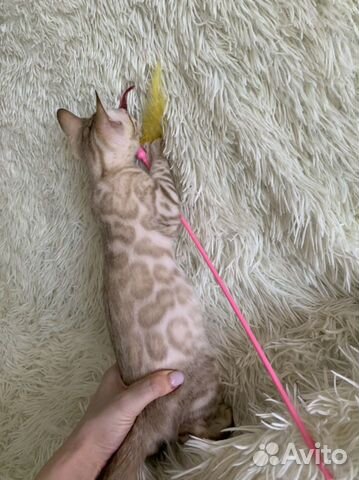 Девочка снежный минк