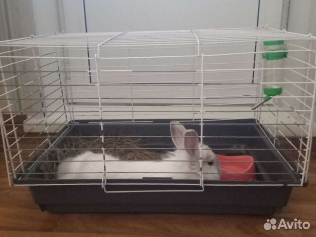 Продам кролика в добрые руки зовут Боня