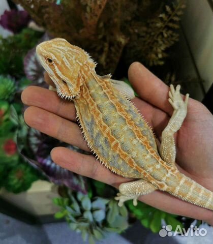 Бородатая агама