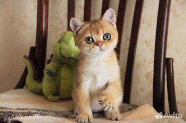 Золотой Лемурчик