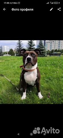 Стаффордширский терьер в добрые руки