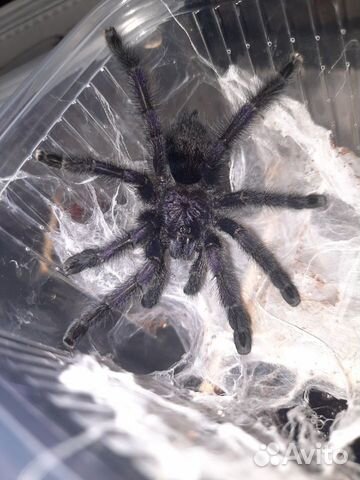 Паук птицеед Avicularia Purpurea