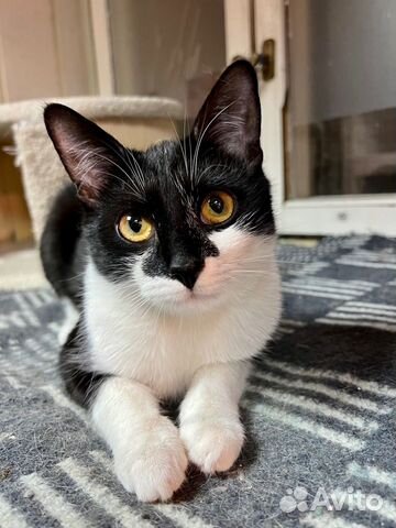 Котенок девочка Асечка 8 мес