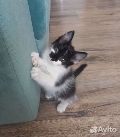 Отдам котенка девочку
