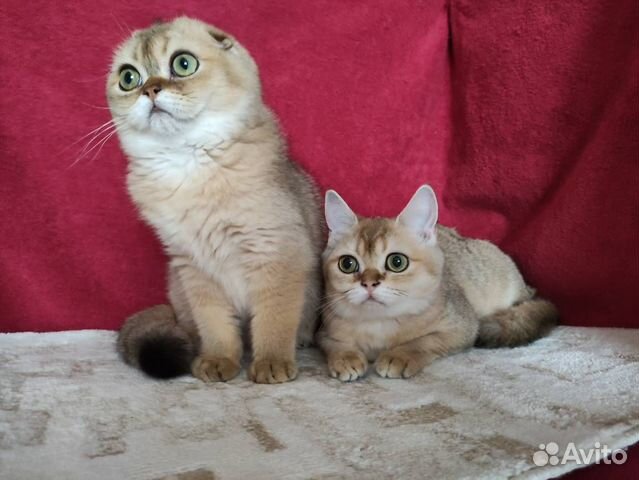 Золотые шотландские котята и взрослый кот мраморн