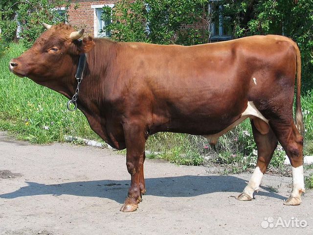 Крс Продам быка