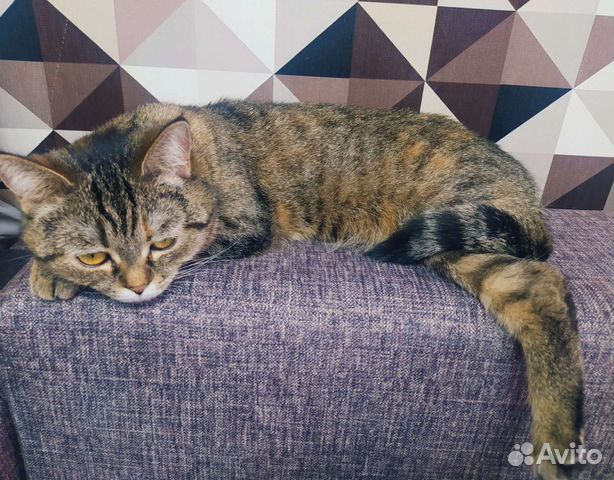 Британская кошка бесплатно