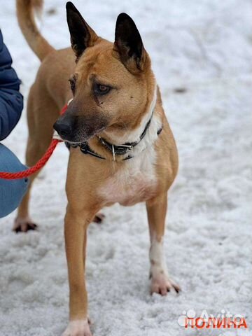 Василиса прекрасная