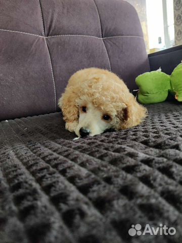 Щенок пудель мальчик