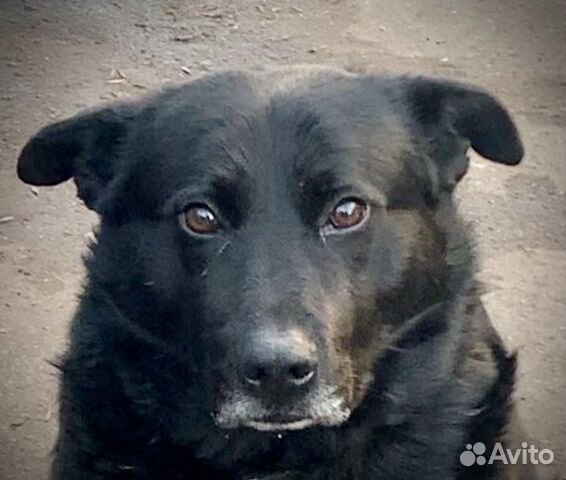 Николая хотят усыпить