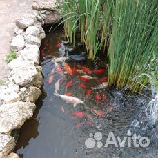 Прудовые рыбки