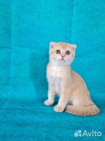 Золотые шиншиллы