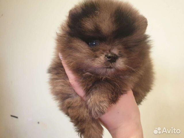 Померанский шпиц мини