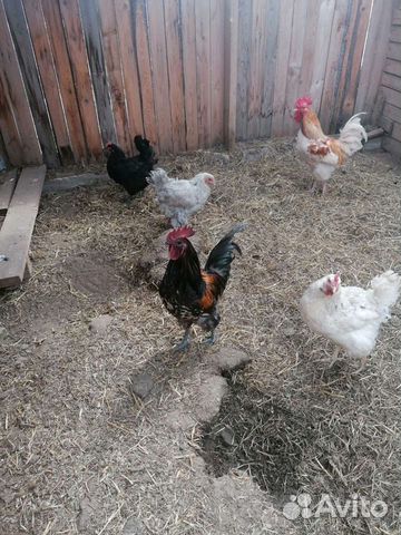 Петух Лакенданзи