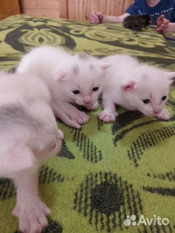 Котята турецкой ангоры