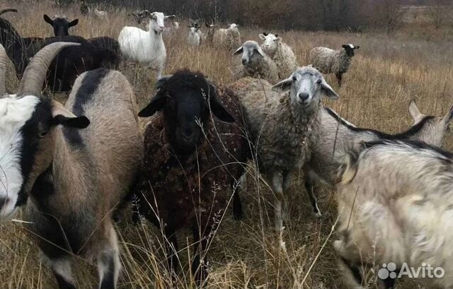 Овцематки 60 голов оптом