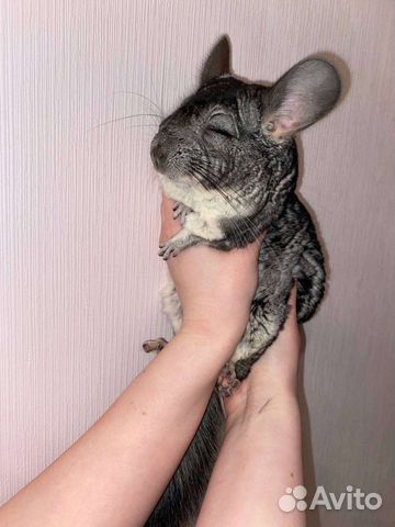 Шиншилла мальчик