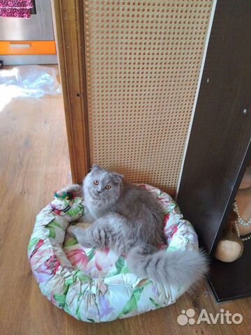 Кошка в дар длинношорстная вислоухая британка