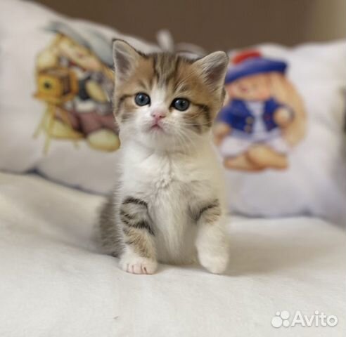 Девочка Шурочка