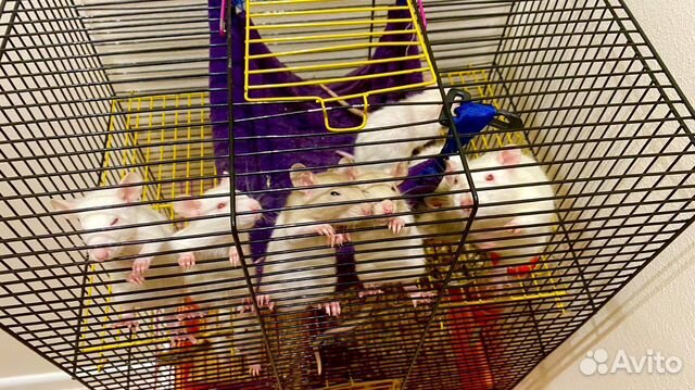 Крысята альбиносы