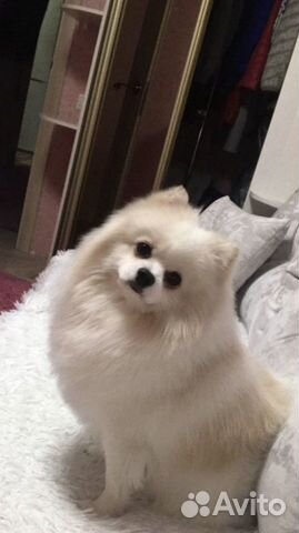 Шпиц