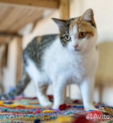 Трехцветная киса на счастье ищем дом