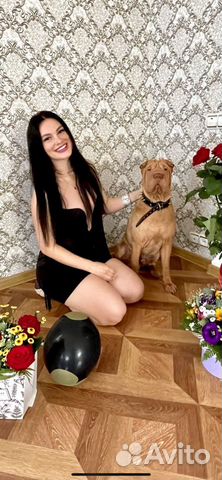 Отдам в добрые руки собака шарпей