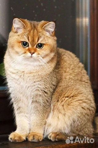Котик любвиобильный