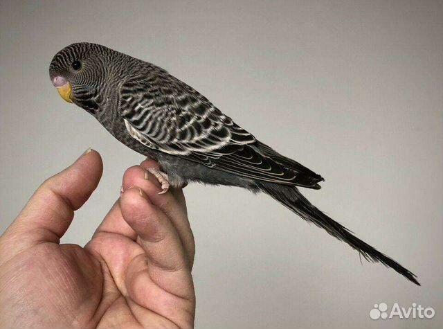 Волнистый чернолицый, чернокрылый попугай