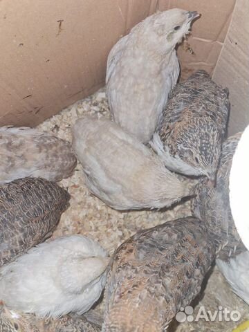 Перепела продажа