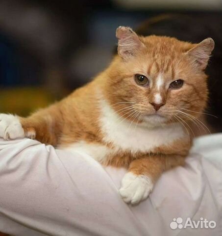 Обаятельный рыжий кот в хорошие руки